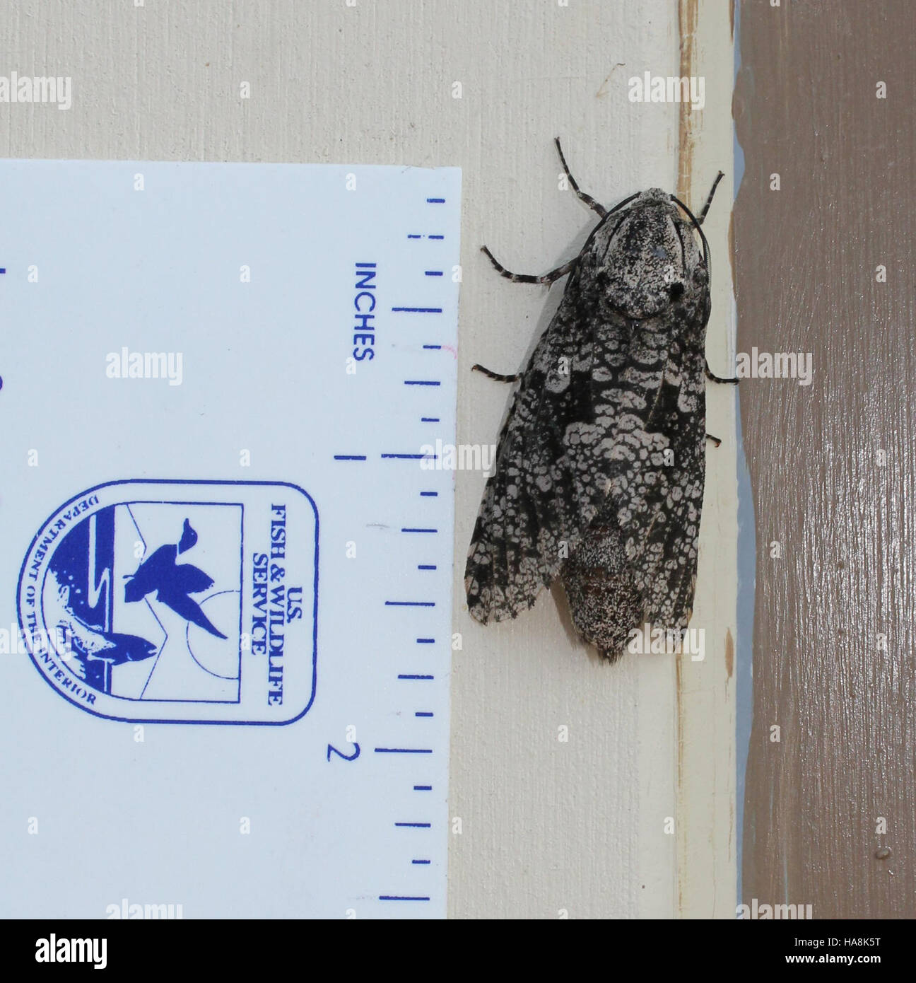 The Hawk and Sphinx Moth are both key species in the Midwest's ecosystem. The U.S. Fish and ...