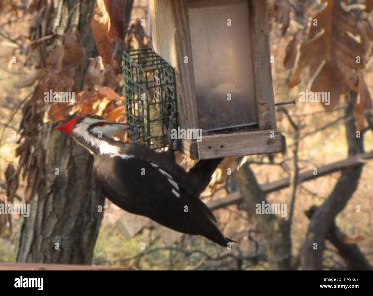 The Pileated Woodpecker, a striking bird species found in national ...