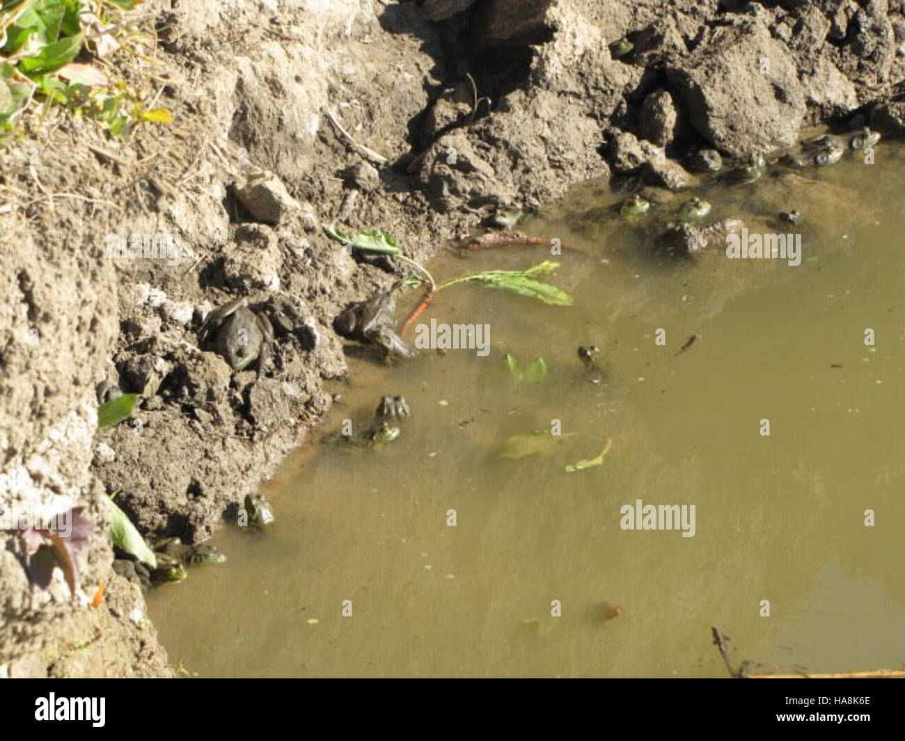 Bullfrogs are a common species in various national parks, thriving in ...