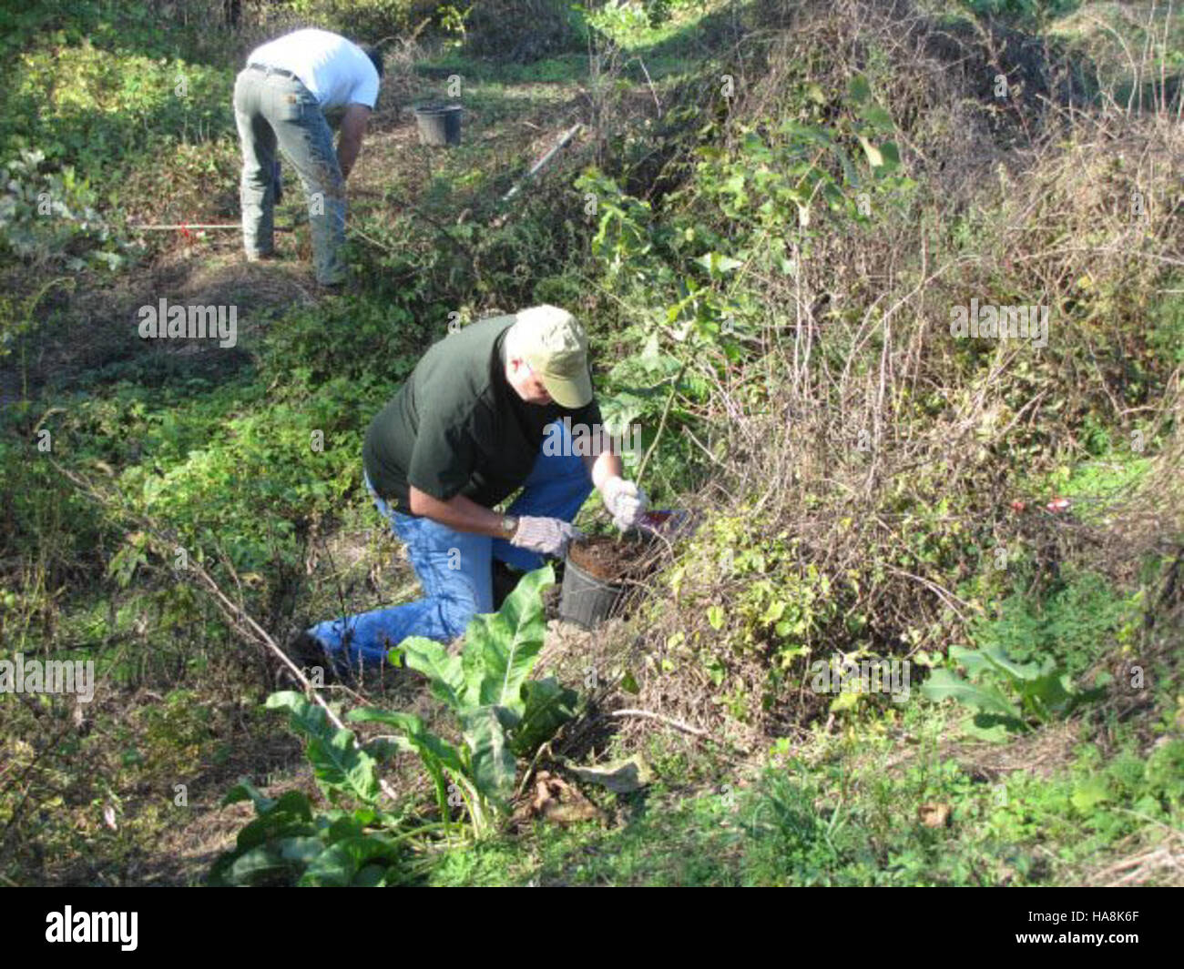 Volunteers participate in a tree planting event at a national park ...