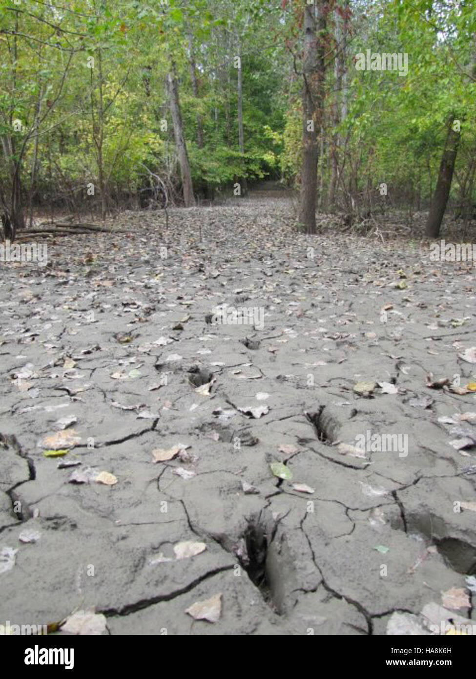 Flooding has significant effects on national park ecosystems, including ...