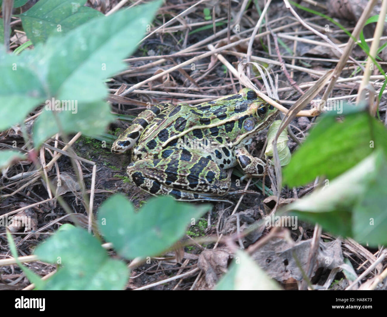 The leopard frog is an important species in the Midwest, inhabiting ...