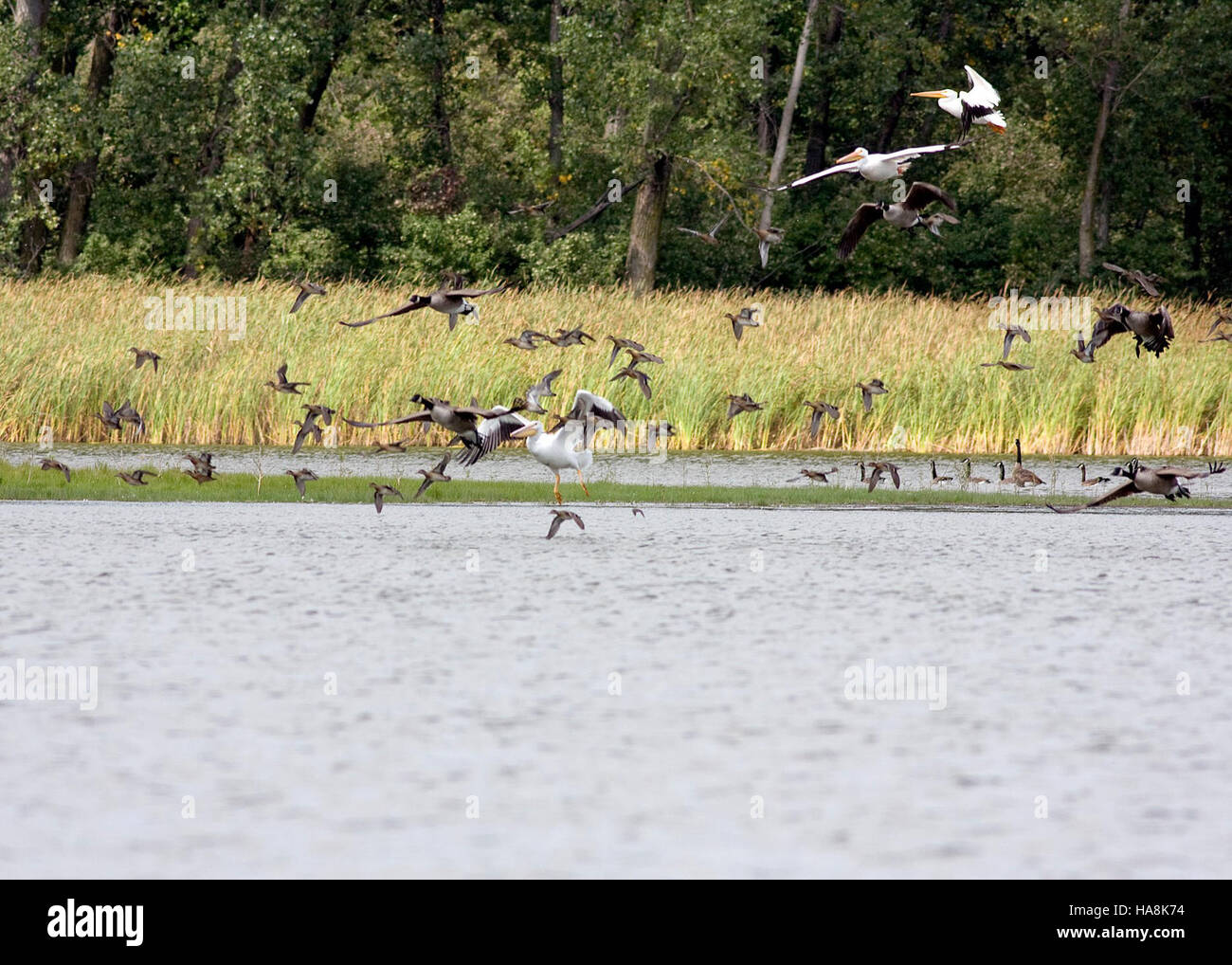 Waterfowl in national parks play a vital role in maintaining the ...