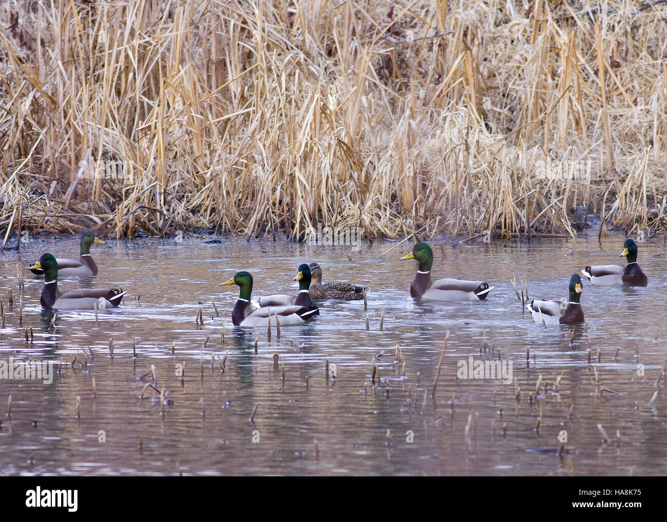 Waterfowl are vital species in many wetland ecosystems, playing an ...