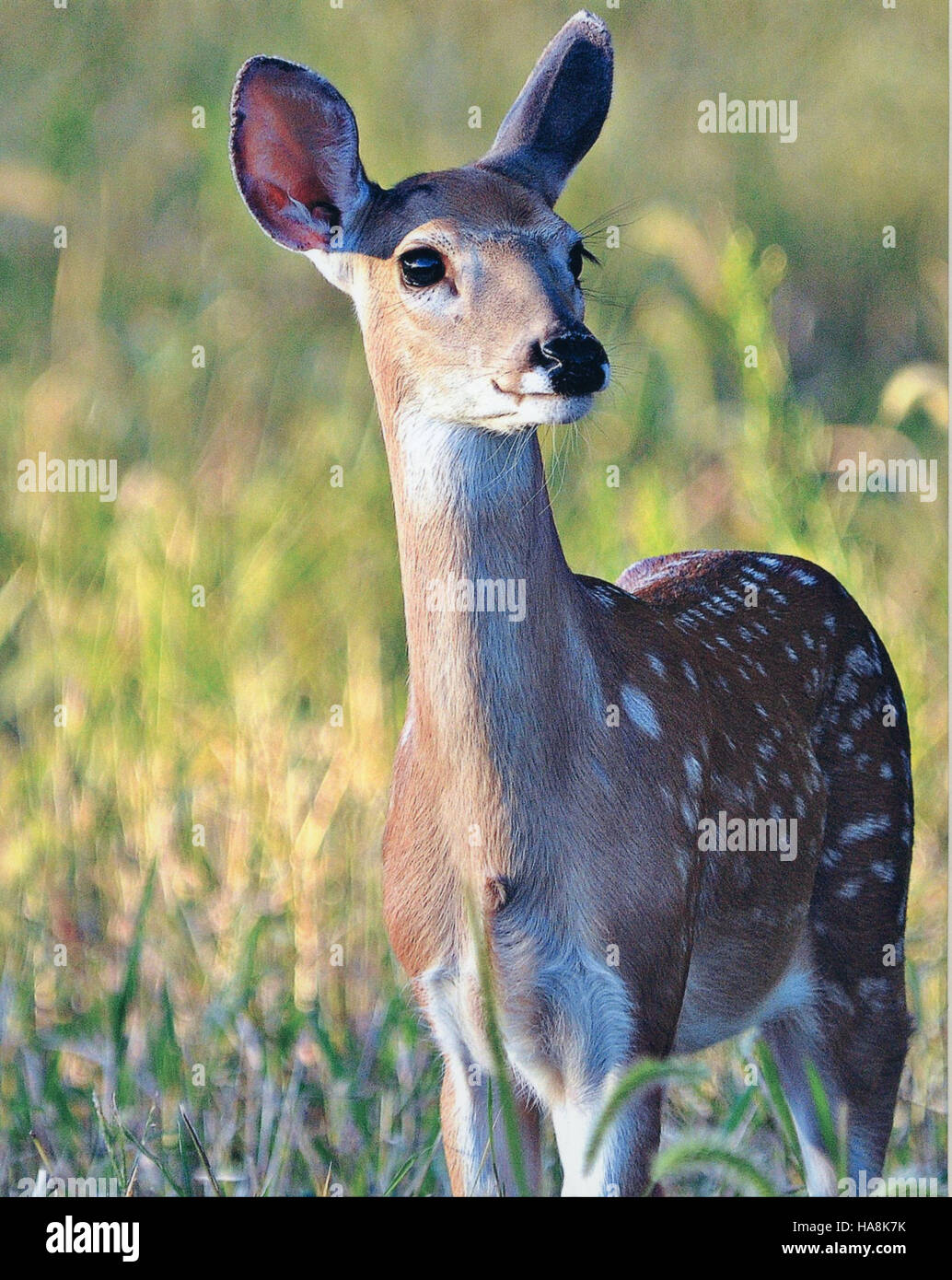 A fawn, representing wildlife in national parks, embodies the ...