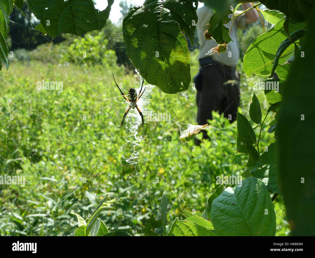 Argiope spider known garden hi-res stock photography and images - Alamy