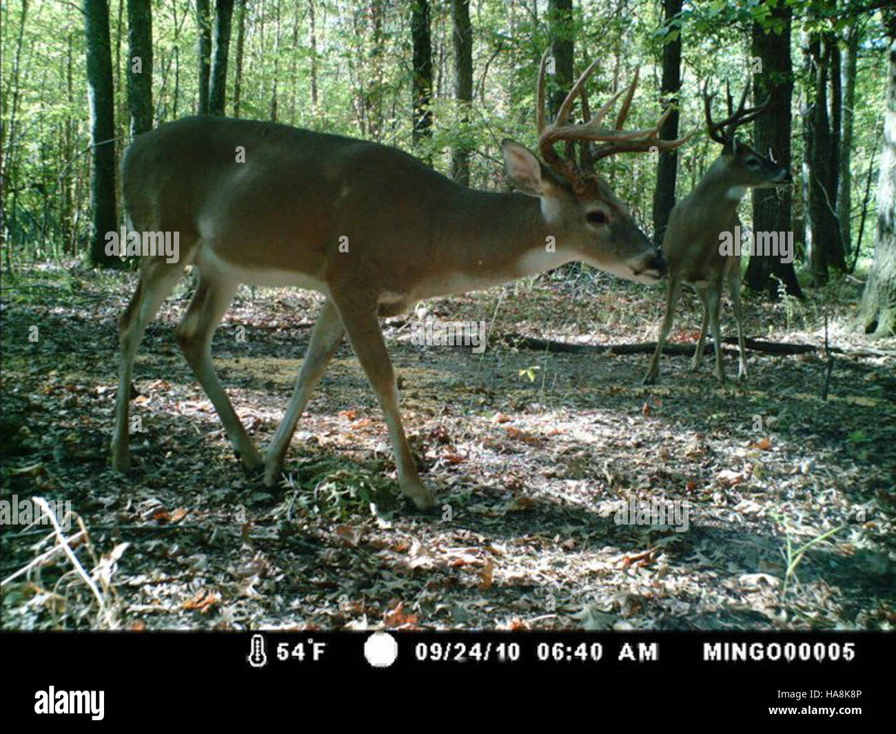 A deer in a national park showcases the wildlife supported by protected ...