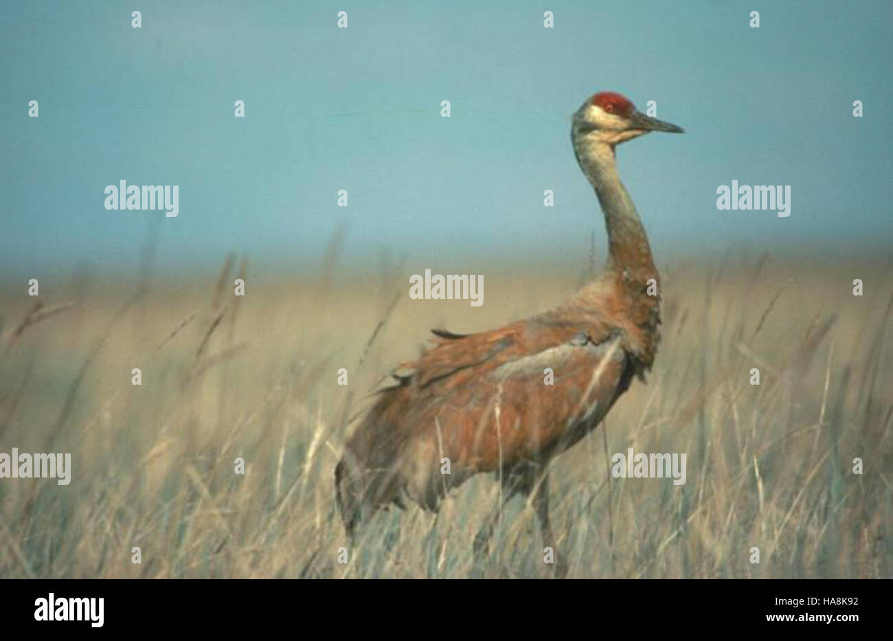 This image shows a Sandhill Crane, a migratory bird species, in a ...