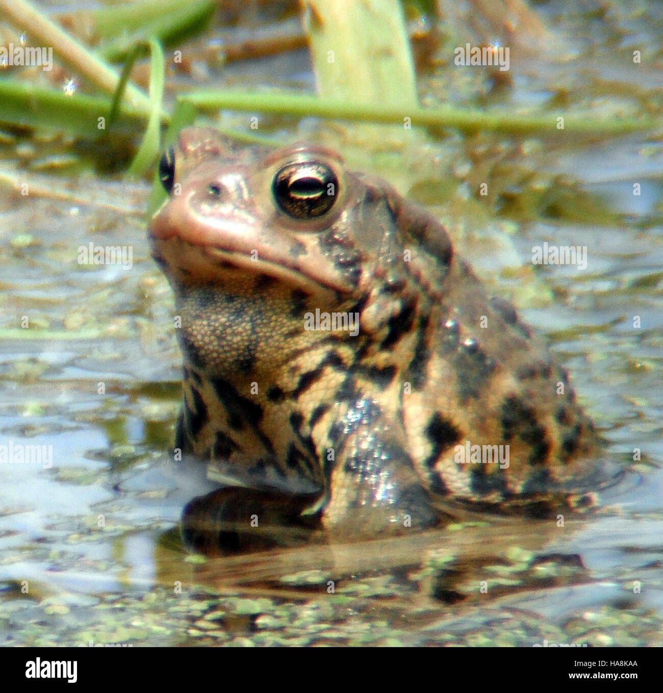usfwsmidwest 6846881905 American Toad Stock Photo - Alamy