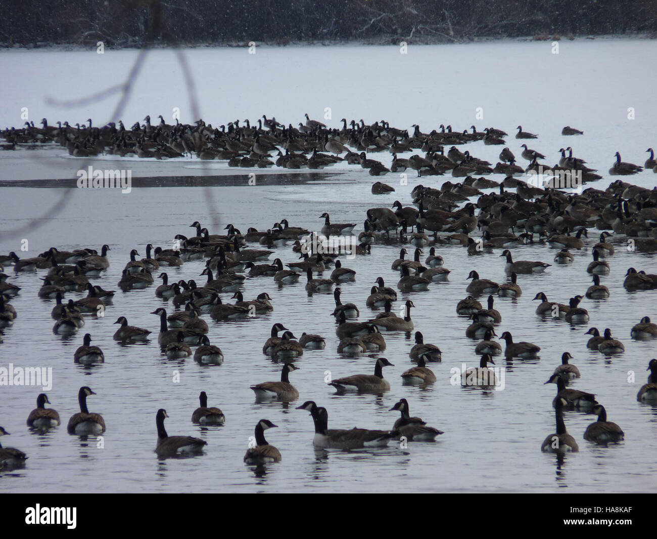 This waterfowl habitat in a national park showcases the critical ...