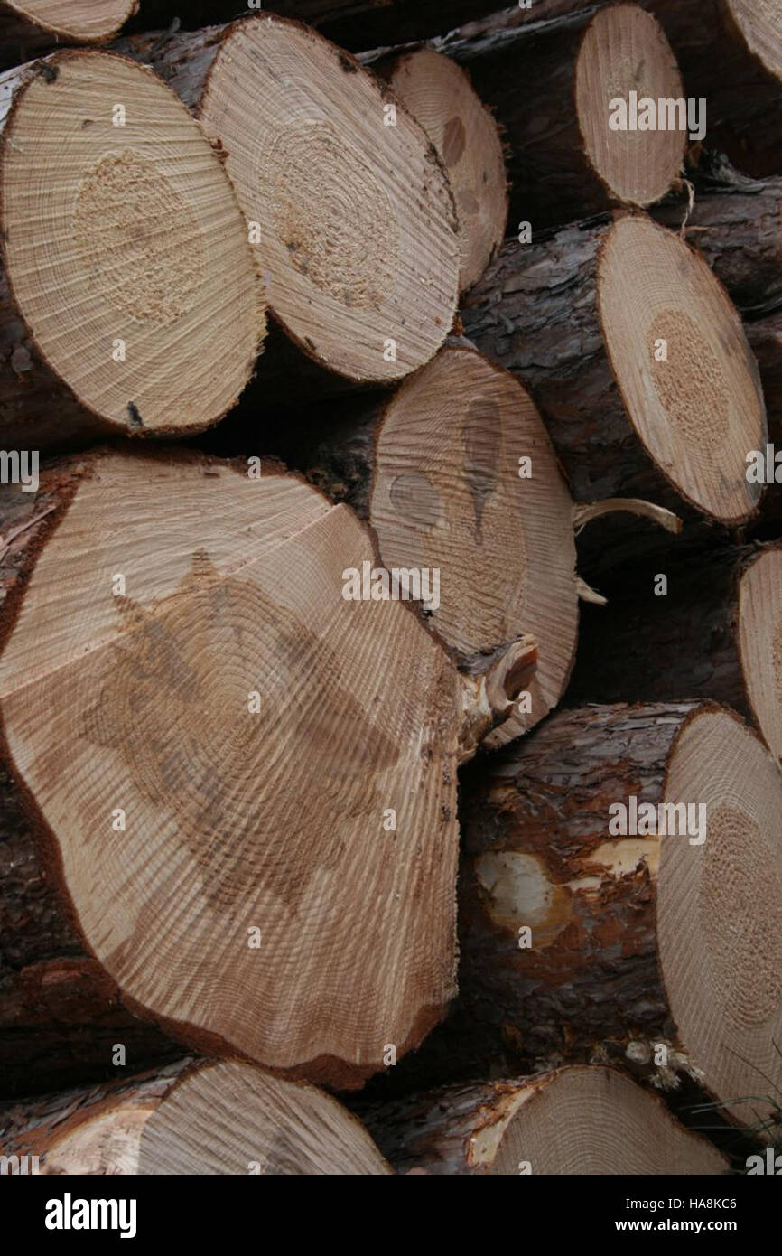 A log pile in a national park provides a natural habitat for a variety ...