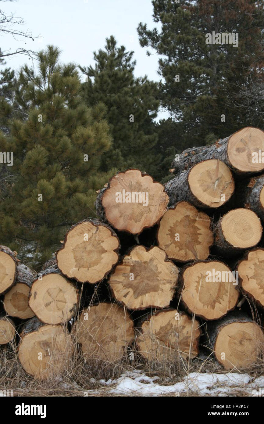 A log pile in a national park provides critical habitat for wildlife ...