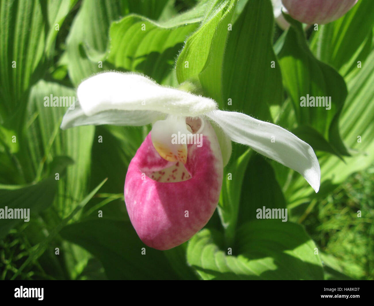 The Lady Slipper, a protected wildflower, thrives in the diverse ...