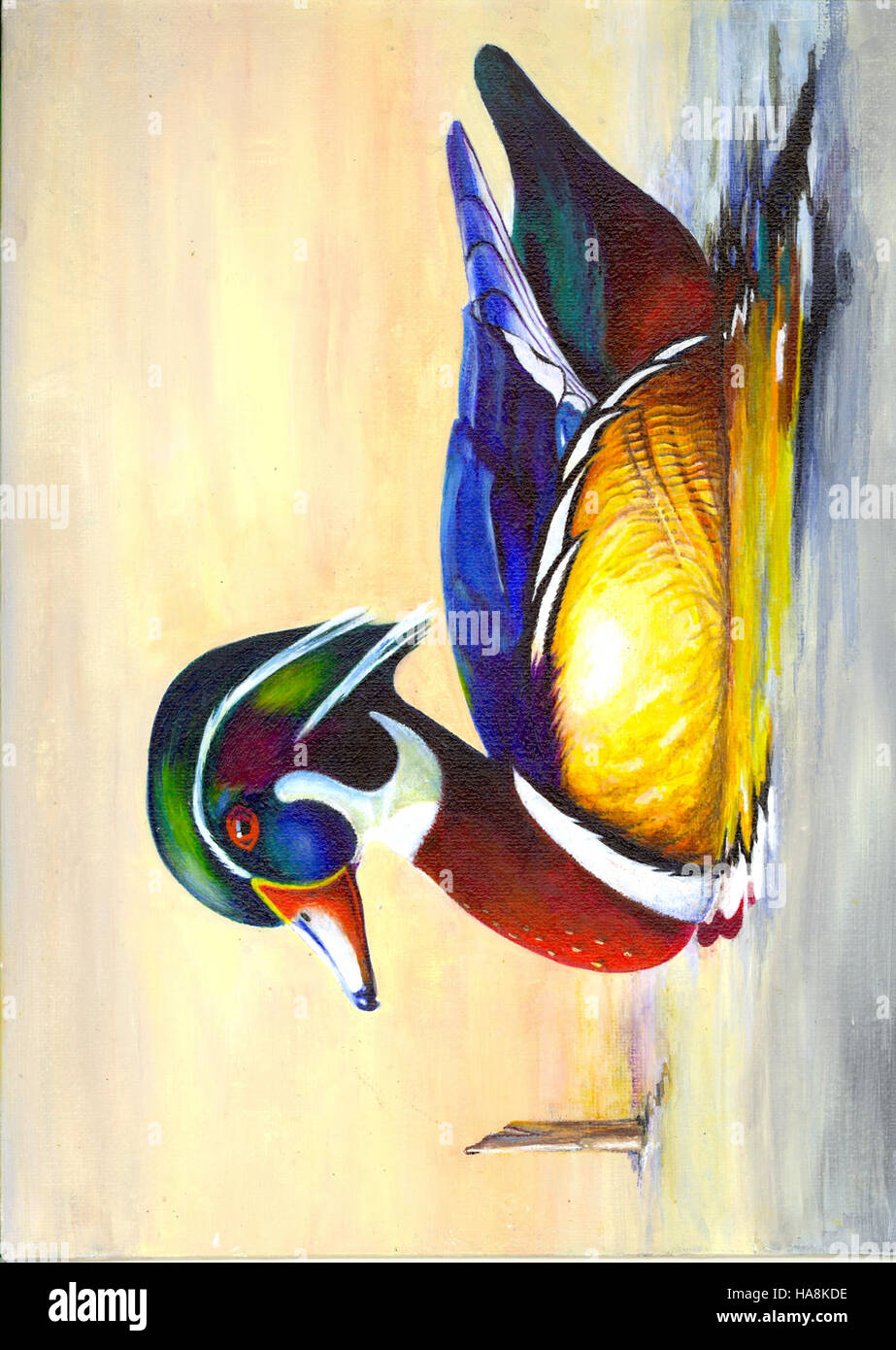 usfwsmidwest 6922626144 Wood duck winner Stock Photo - Alamy