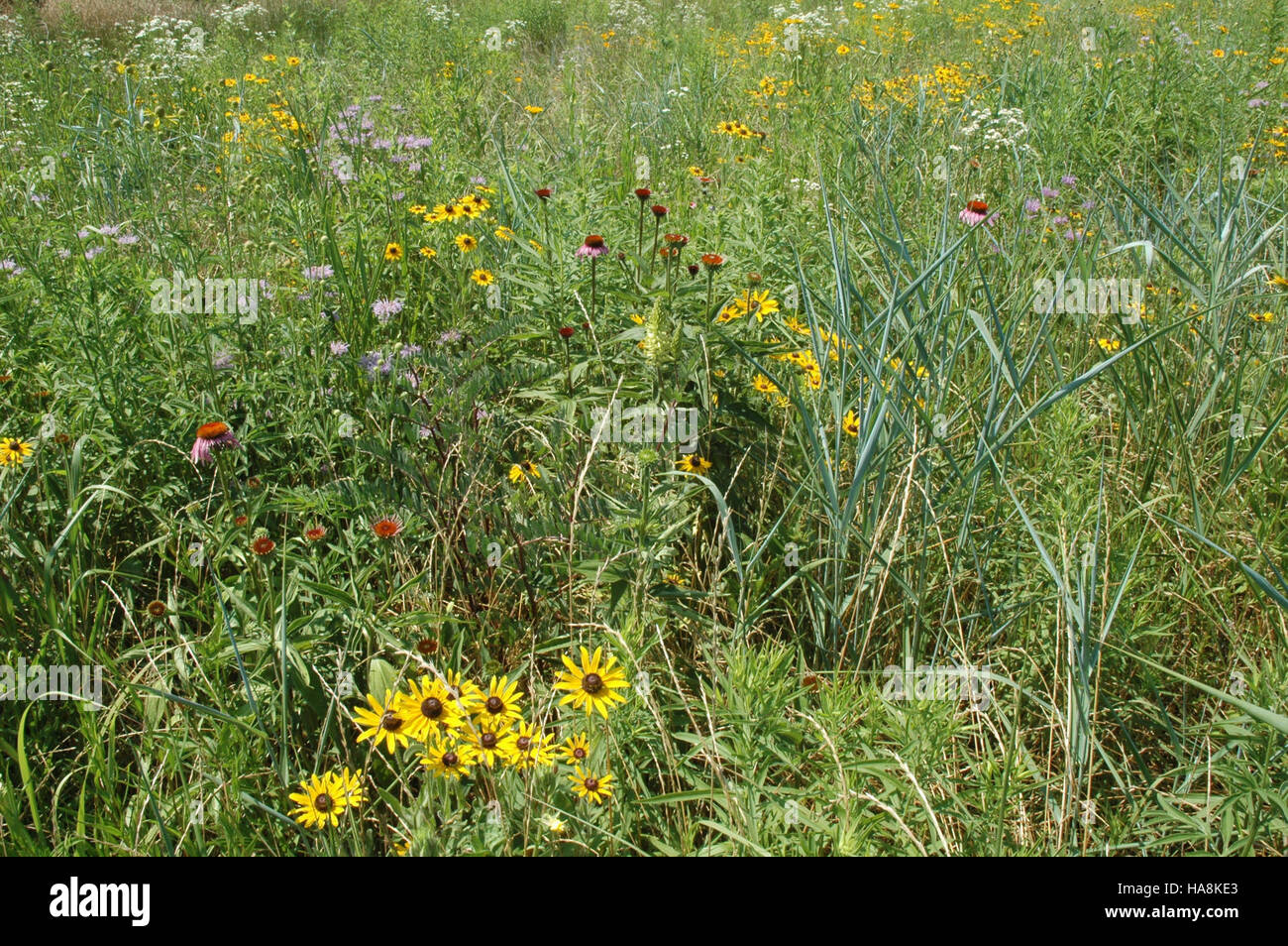 Grassland habitats within national parks provide critical ecosystems ...