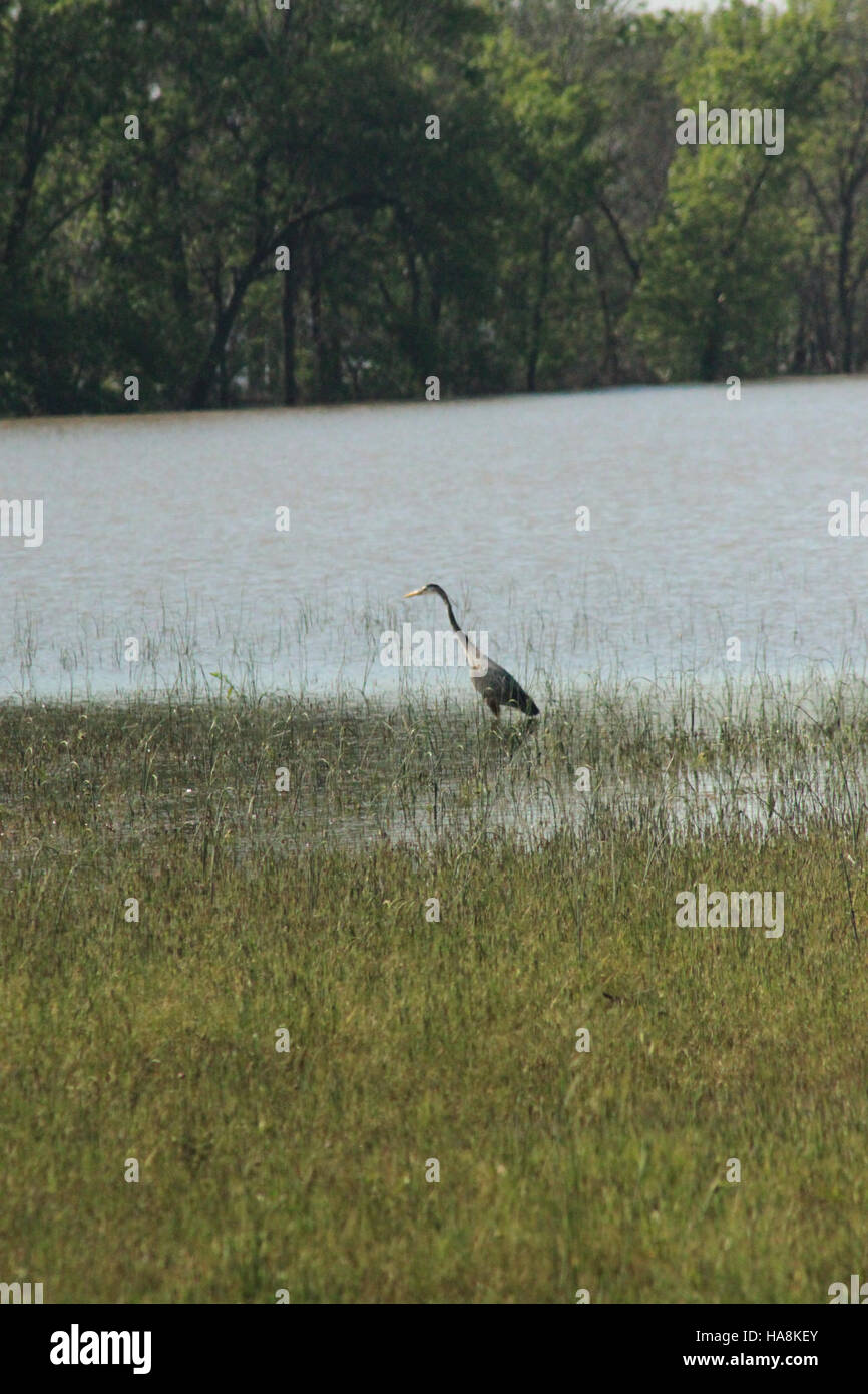 The Great Blue Heron, photographed in a national park, exemplifies the ...