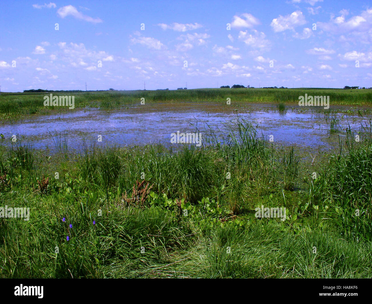 The Iowa Wetland Management District (WMD) plays a critical role in ...