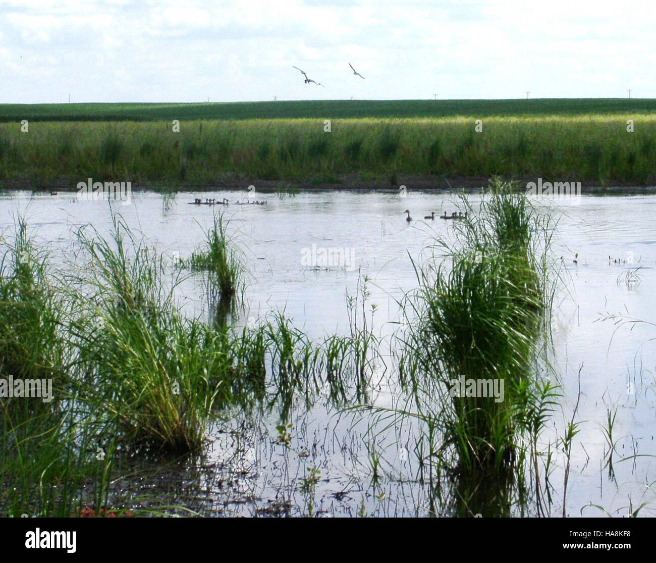 Iowa wetland management district hi-res stock photography and images ...