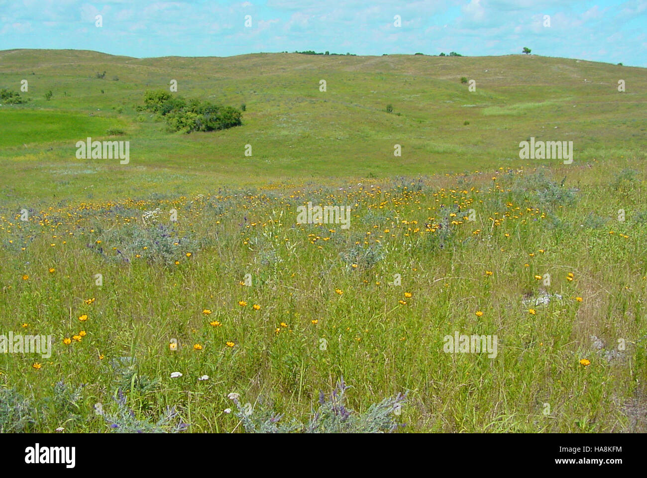 The Northern Tallgrass Prairie, located in the Midwest U.S., is a vital ...