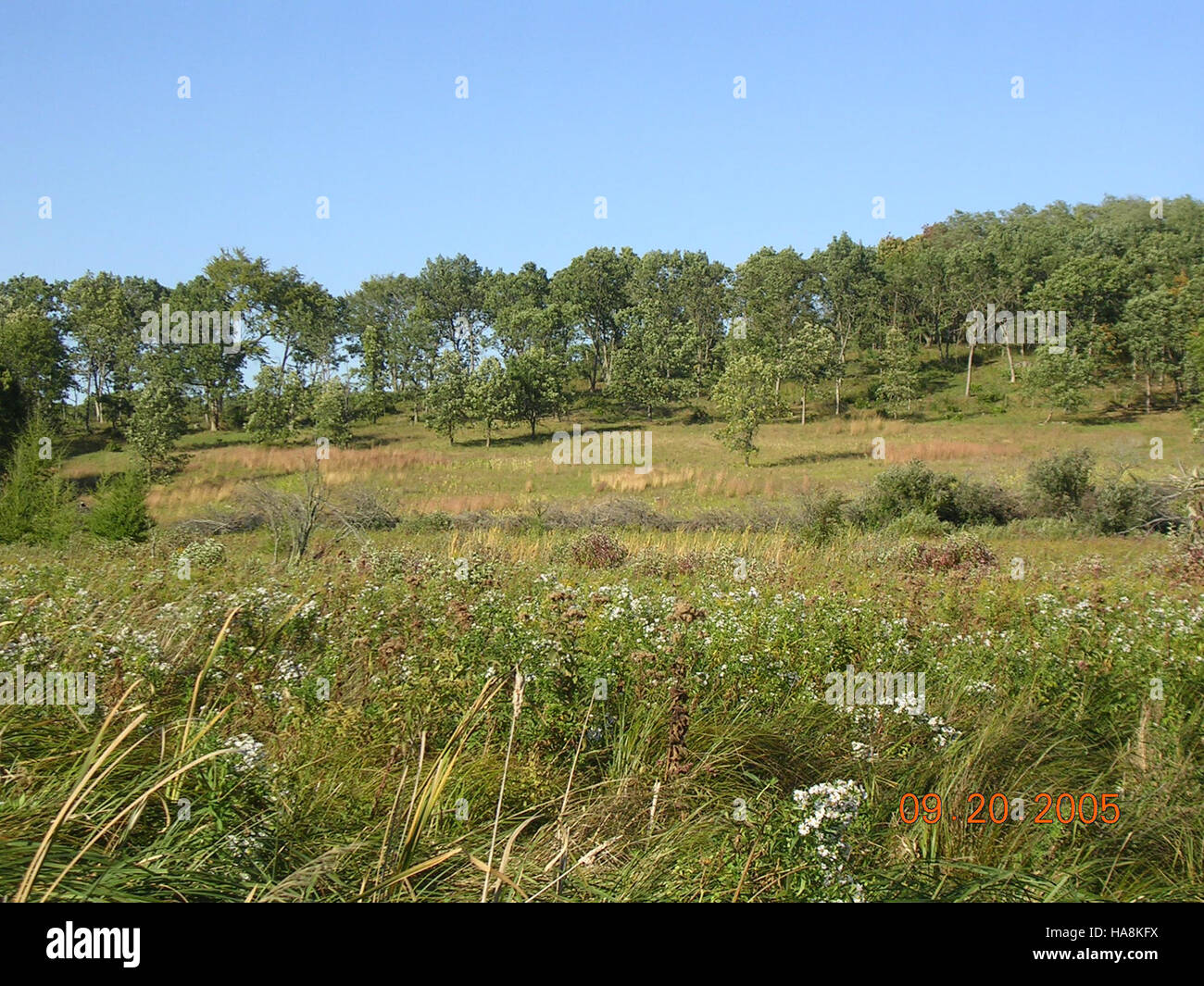 The Oak Savanna, a unique ecosystem in the U.S. Midwest, is home to ...