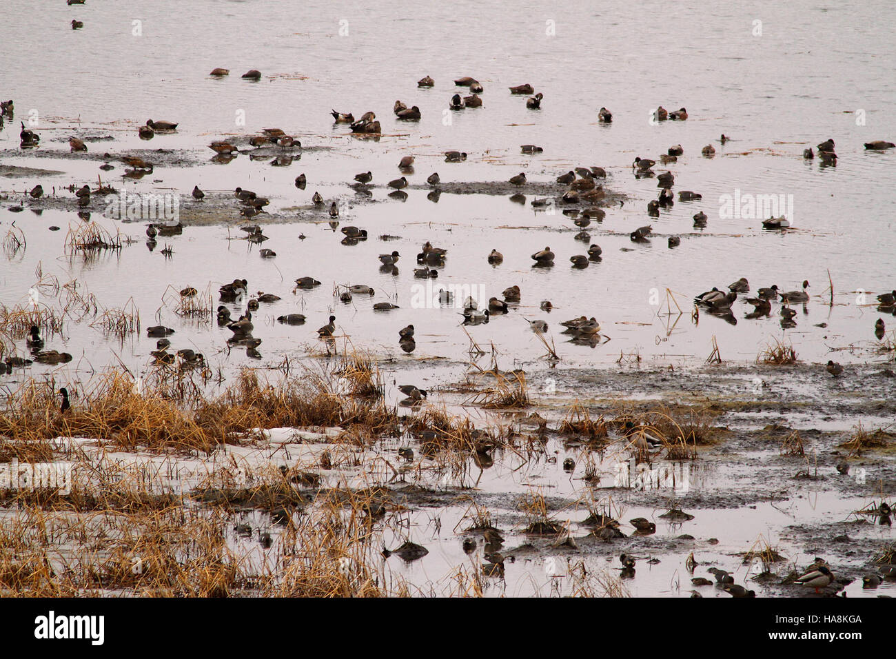 Ducks, commonly seen in U.S. national parks, are integral to wetland ...