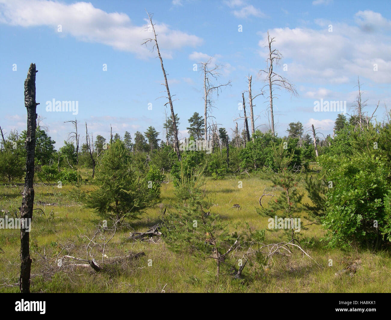 The Kirtland's Warbler Wildlife Management Area (WMA) is dedicated to ...