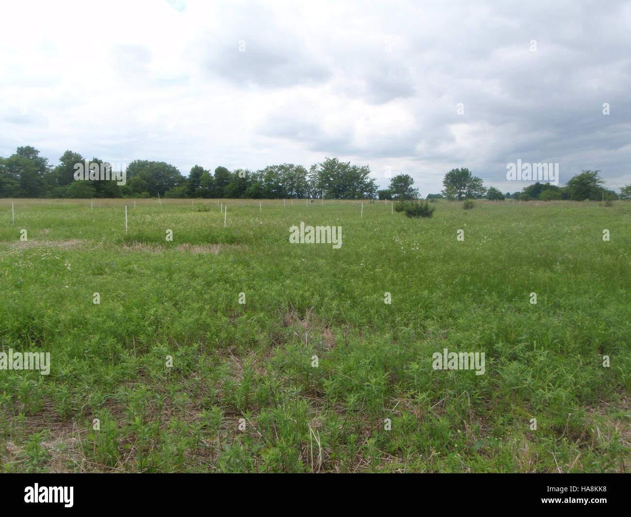 Grassland management in national parks focuses on preserving habitats ...