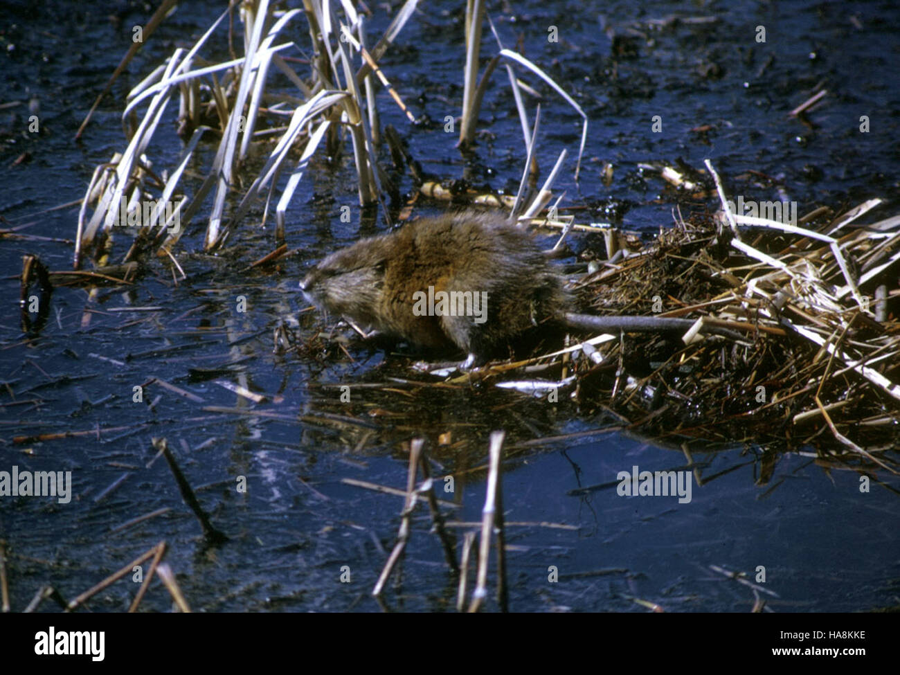 A muskrat is seen in a national park habitat, showcasing its role in ...