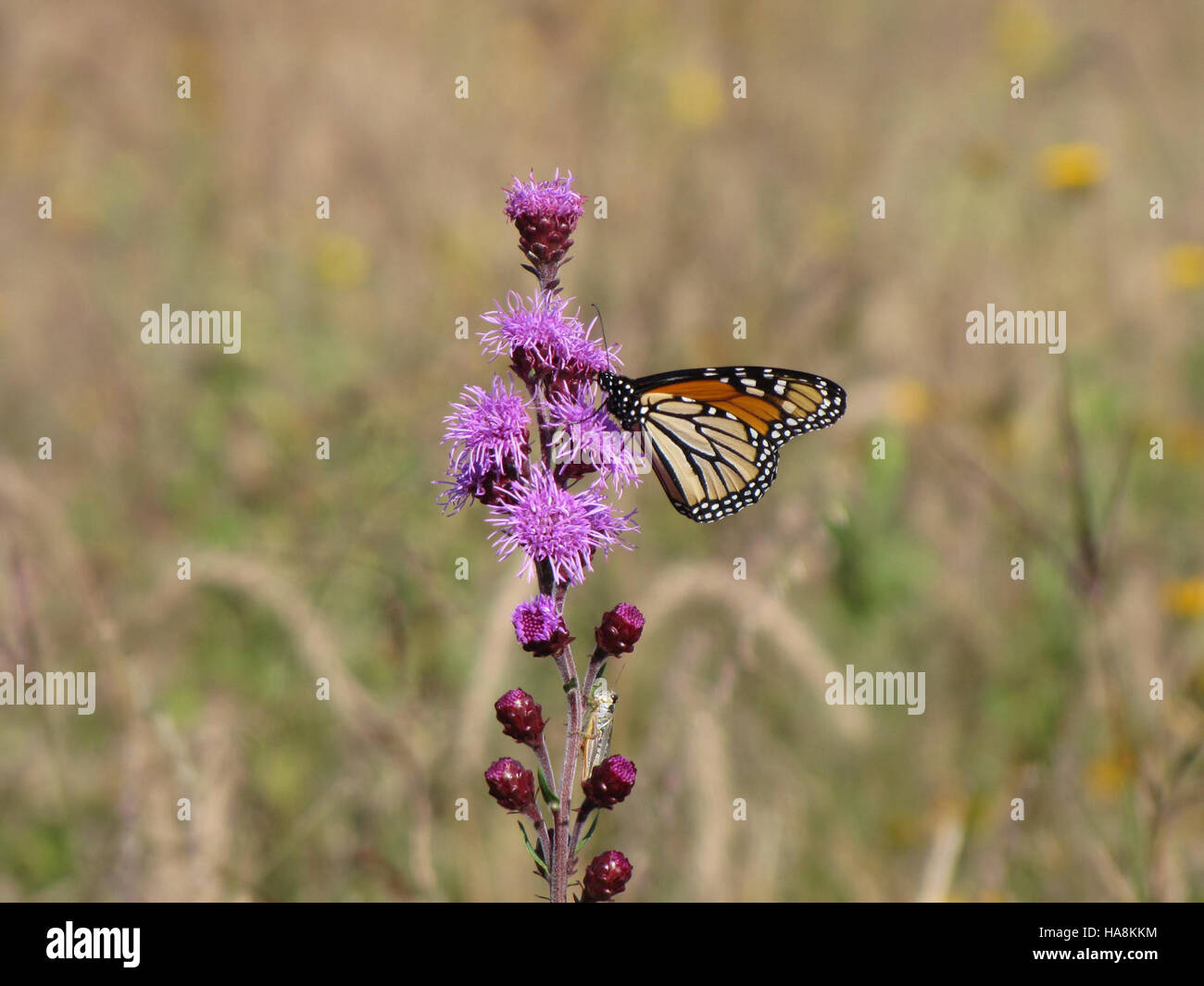 A close-up view of a butterfly, showcasing the intricate details of its ...