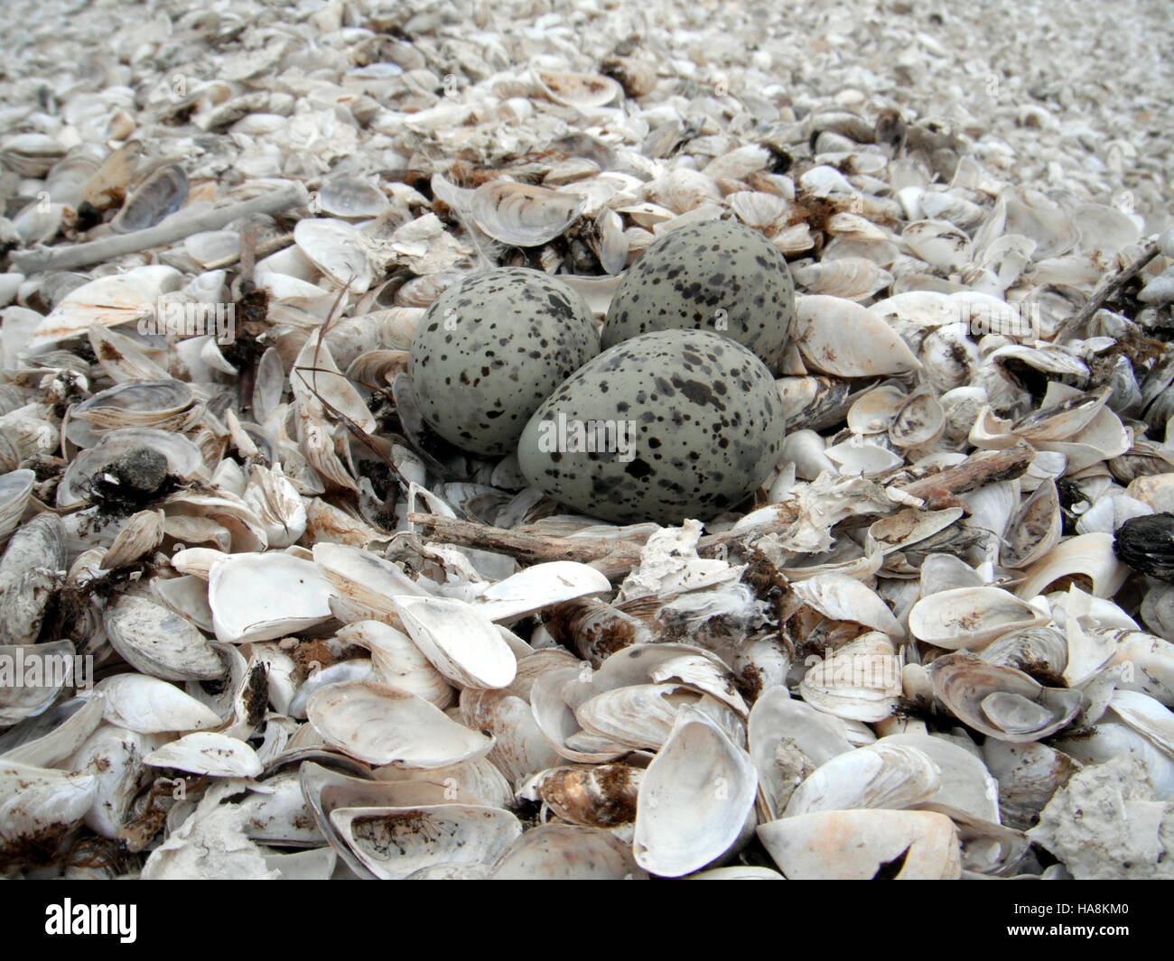 Zebra Mussel Shoals in a national park highlights invasive species ...