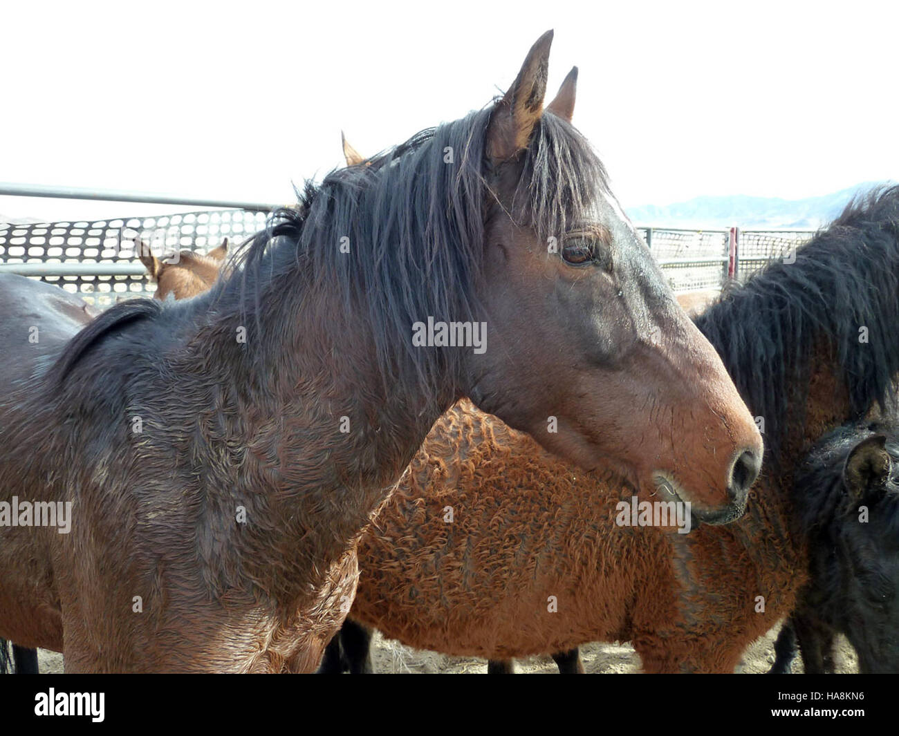 This image captures a wild horse gather operation conducted by the ...