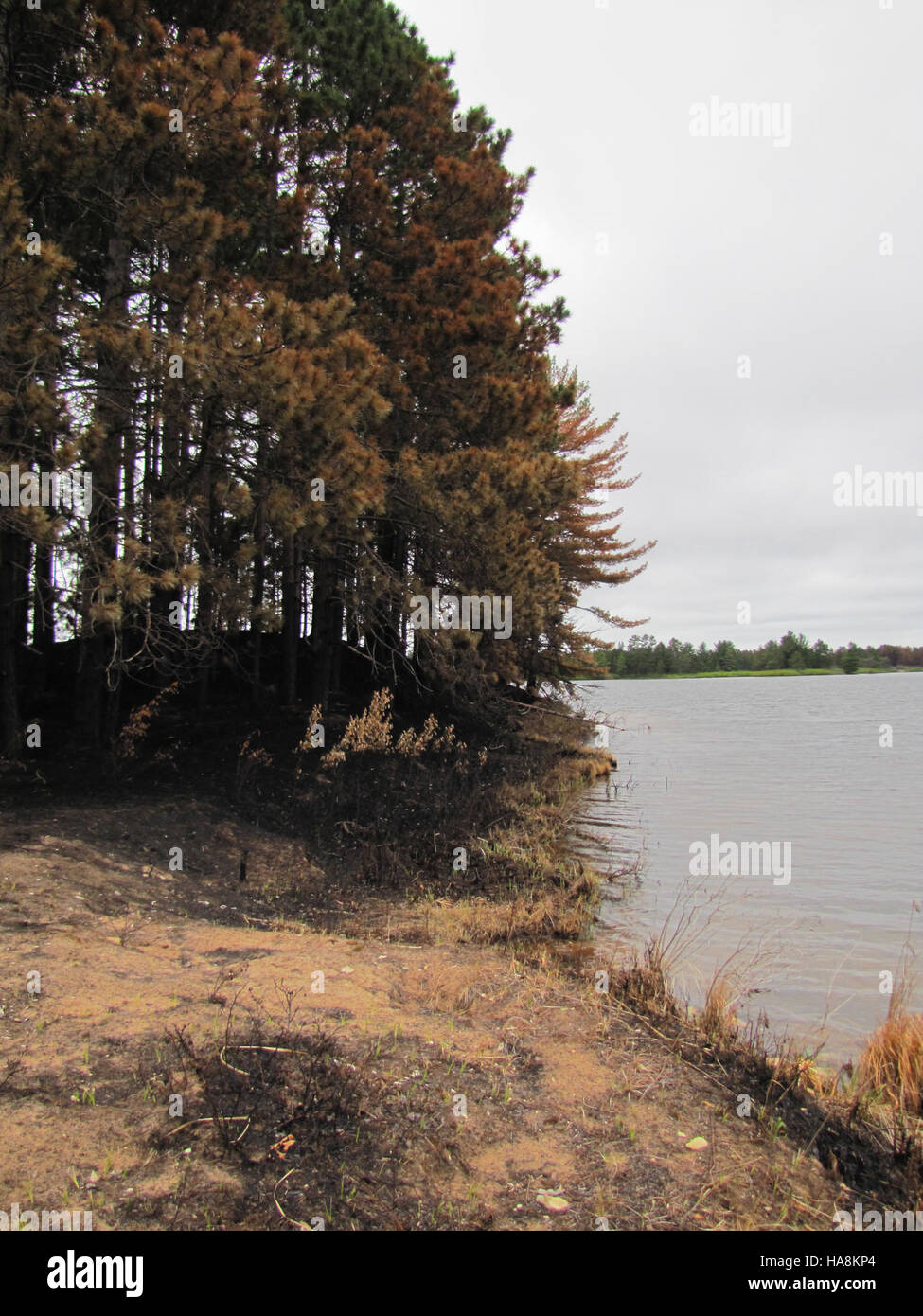 A scene of a national park's fire edge, depicting fire management ...