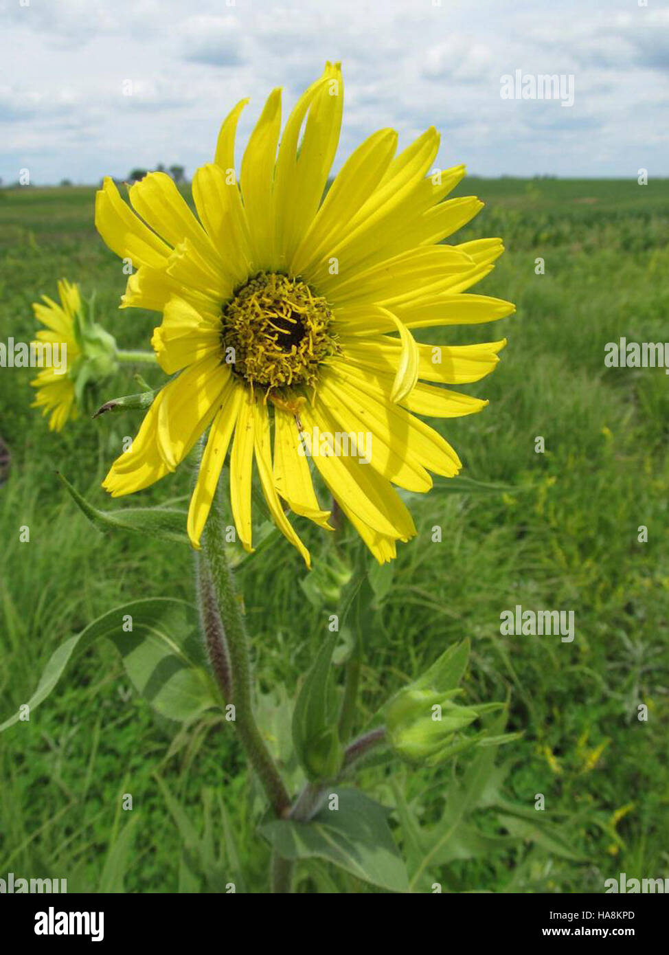 The Compass Plant, a native prairie species, is an important part of ...