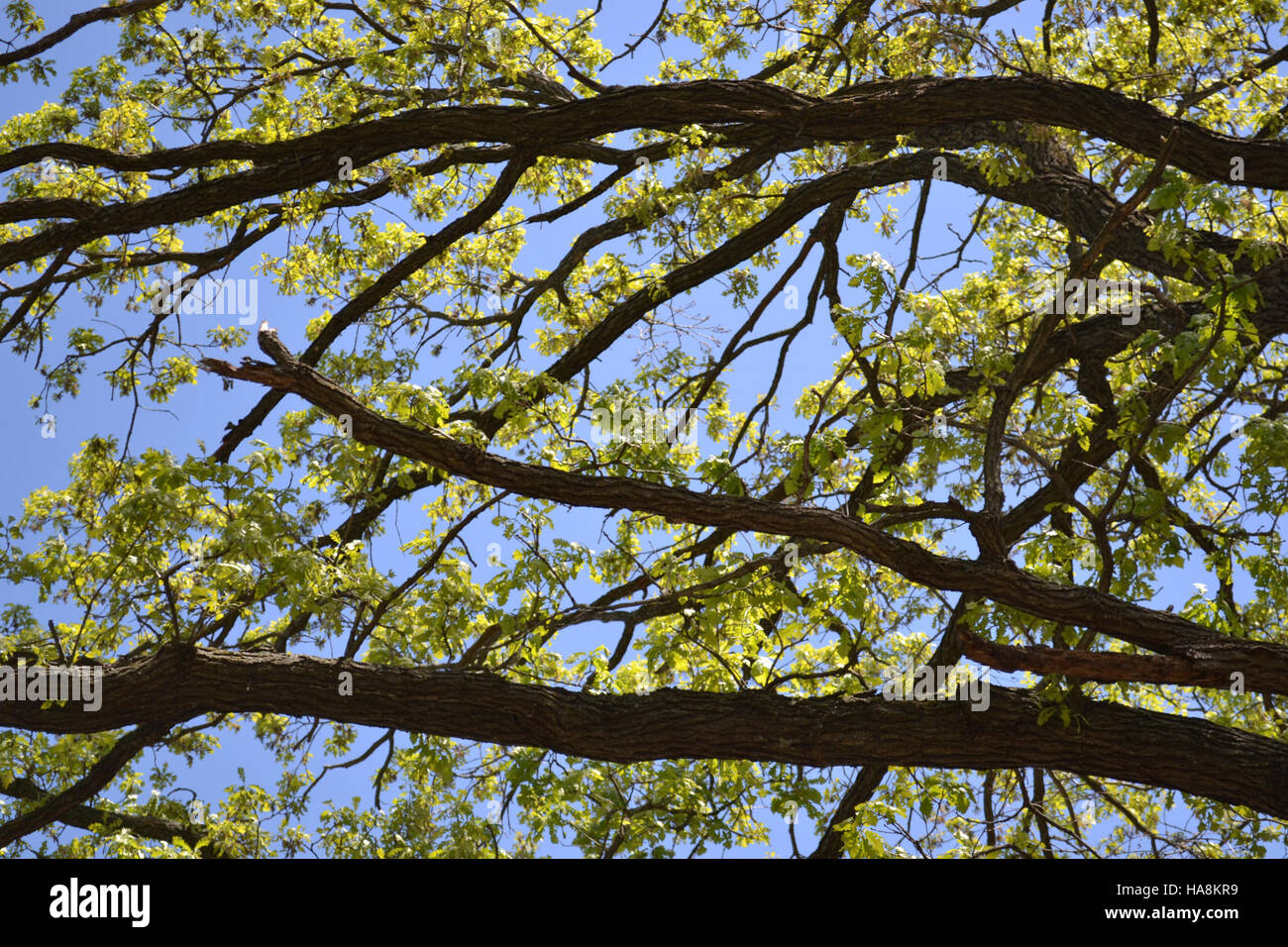 The oak tree stands as a symbol of nature’s resilience within the ...