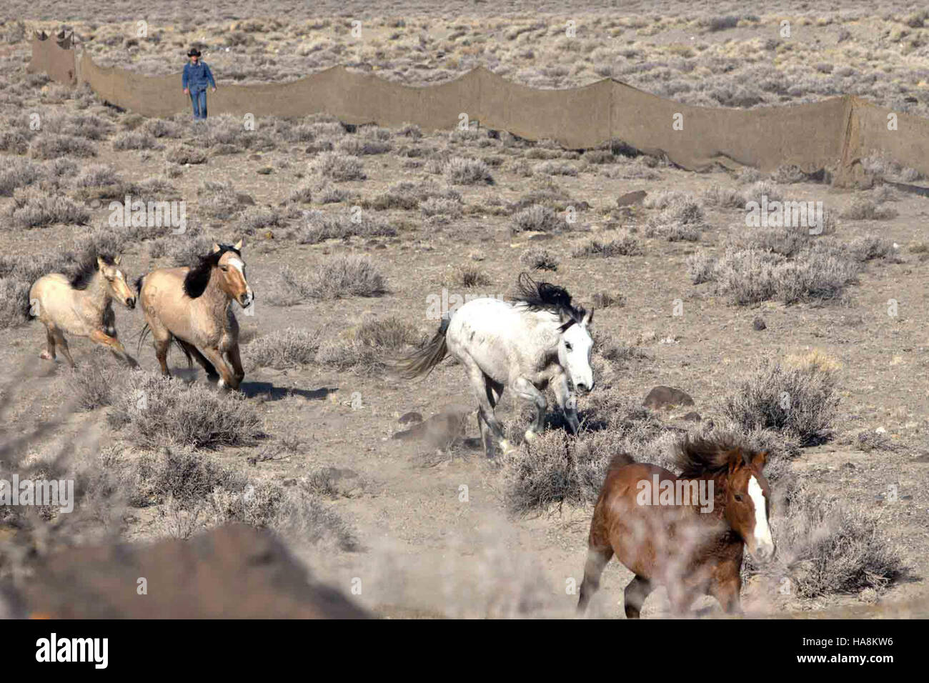 The Bureau of Land Management manages the wild horse and burro ...