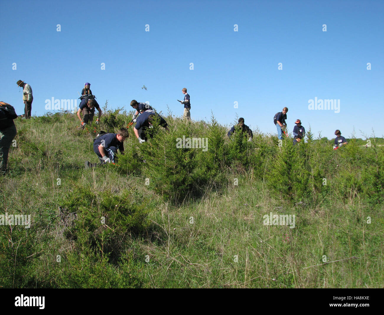 Boy Scouts participate in a conservation project to remove invasive ...