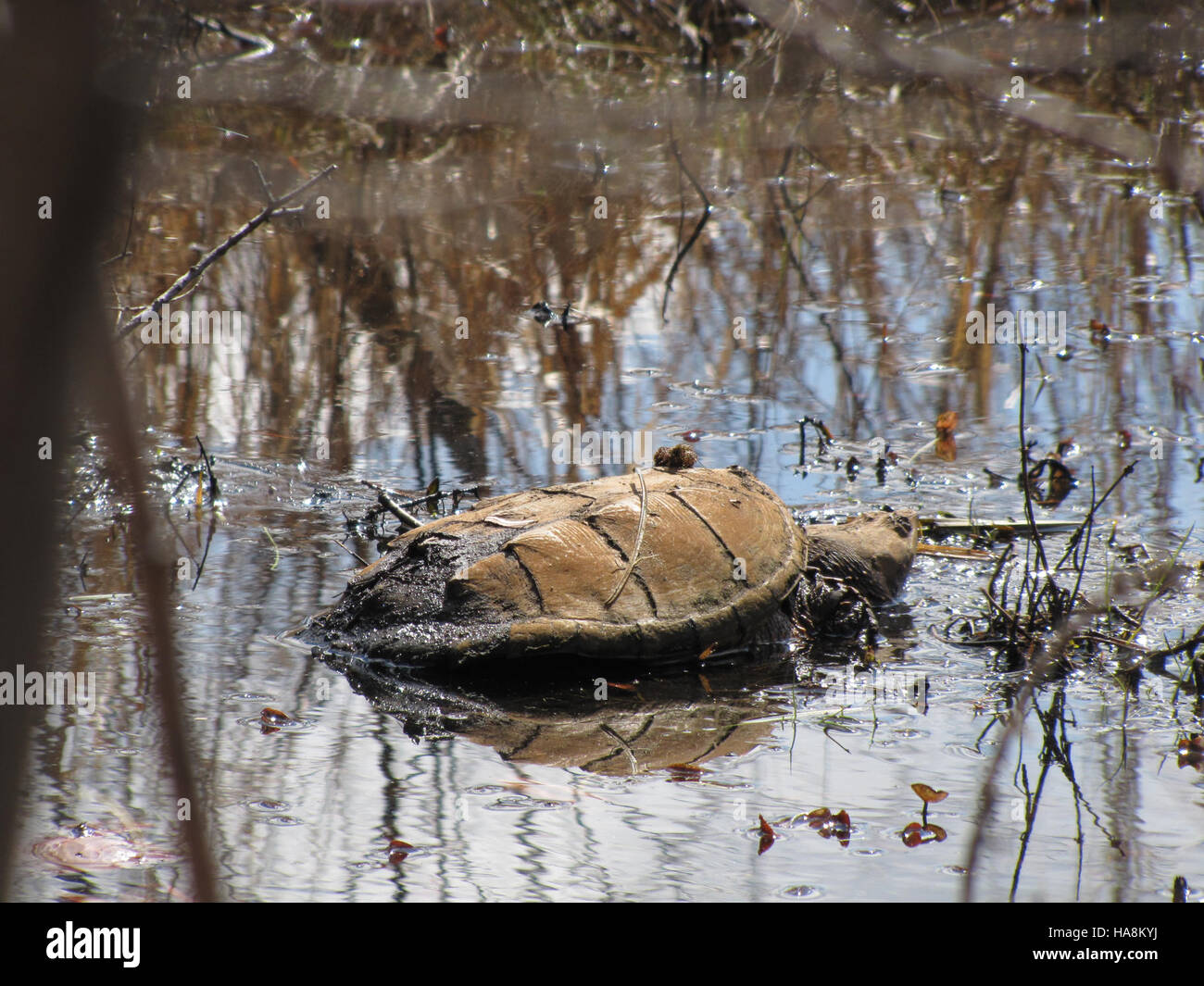 A Snapping Turtle in a U.S. national park, contributing to the local ...