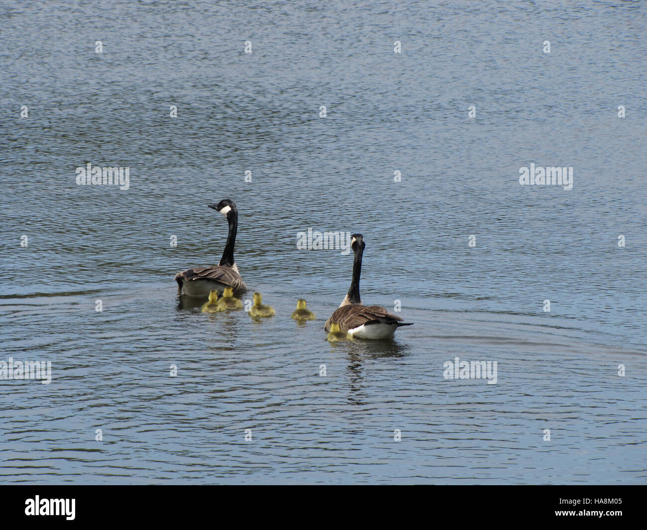 Canada geese and their goslings are seen in a national park setting ...