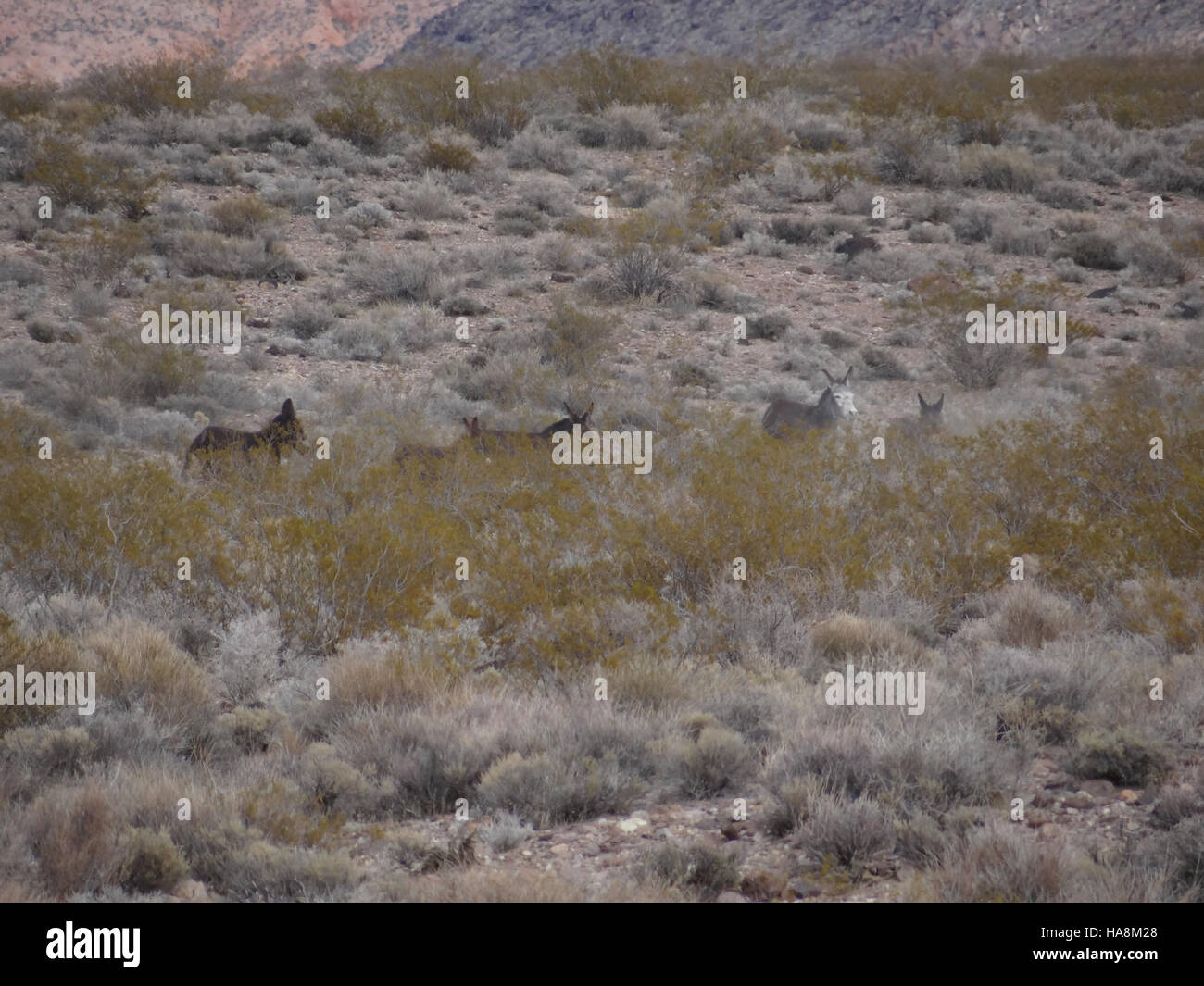 The Bureau of Land Management (BLM) conducts the Bullfrog Herd ...