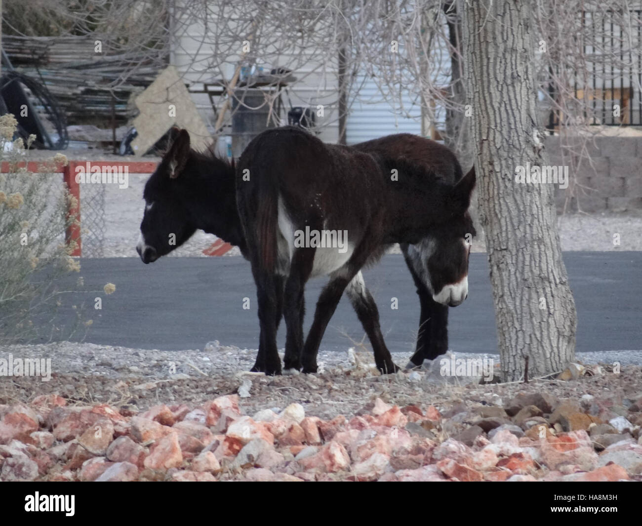 The Bureau of Land Management's (BLM) Bullfrog HMA Wild Burro Gather in ...