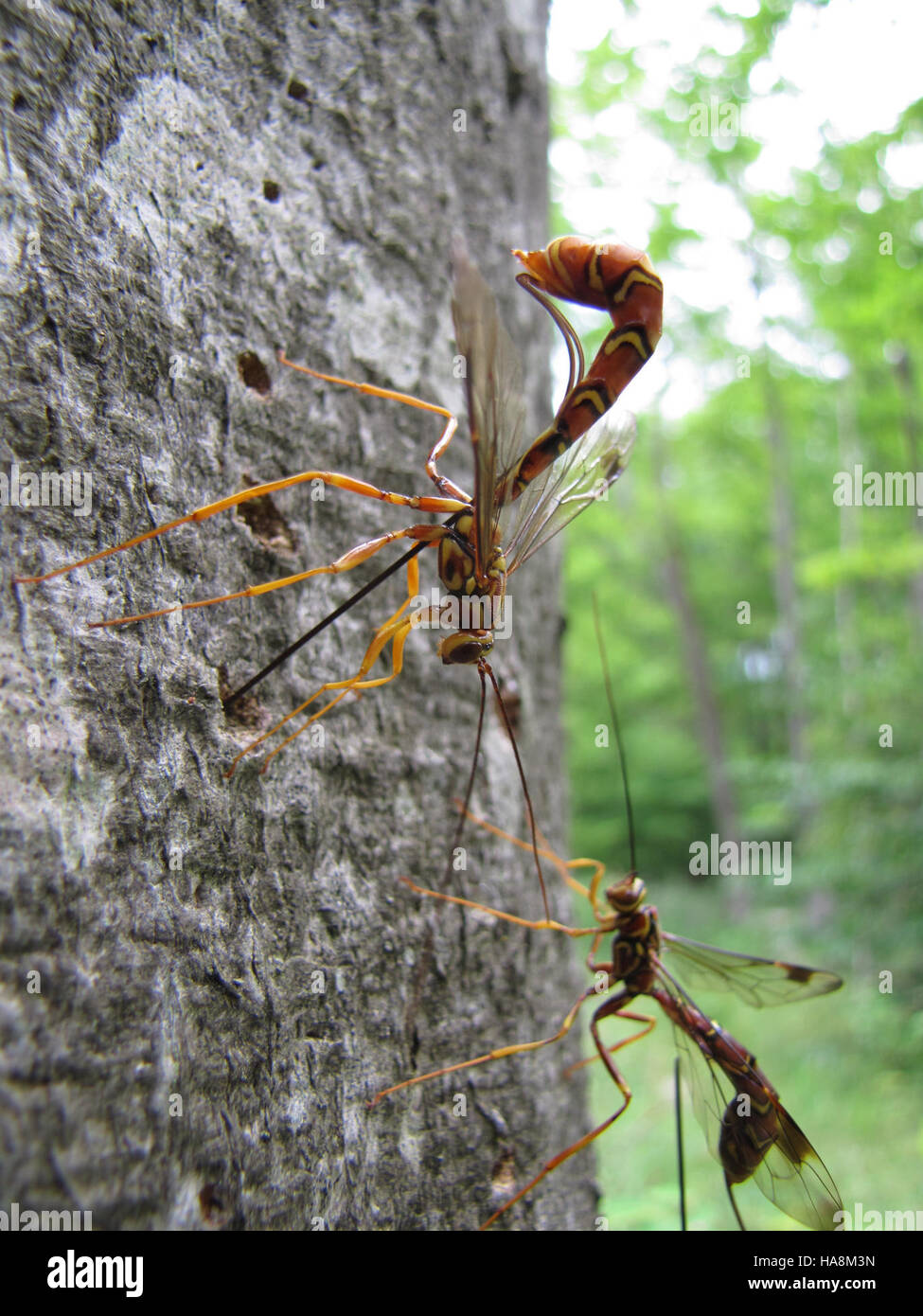 Ichneumon wasps are parasitic insects found in national parks and ...