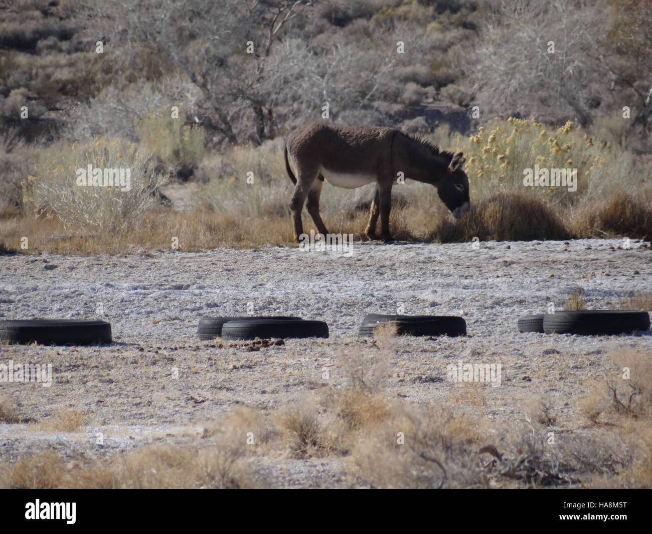The Bureau of Land Management conducted a pre-gather of wild burros in ...
