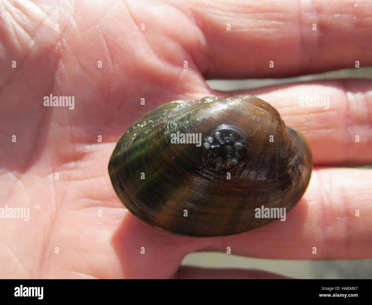 The Higgins Eye Pearlymussel, an endangered species, is protected ...