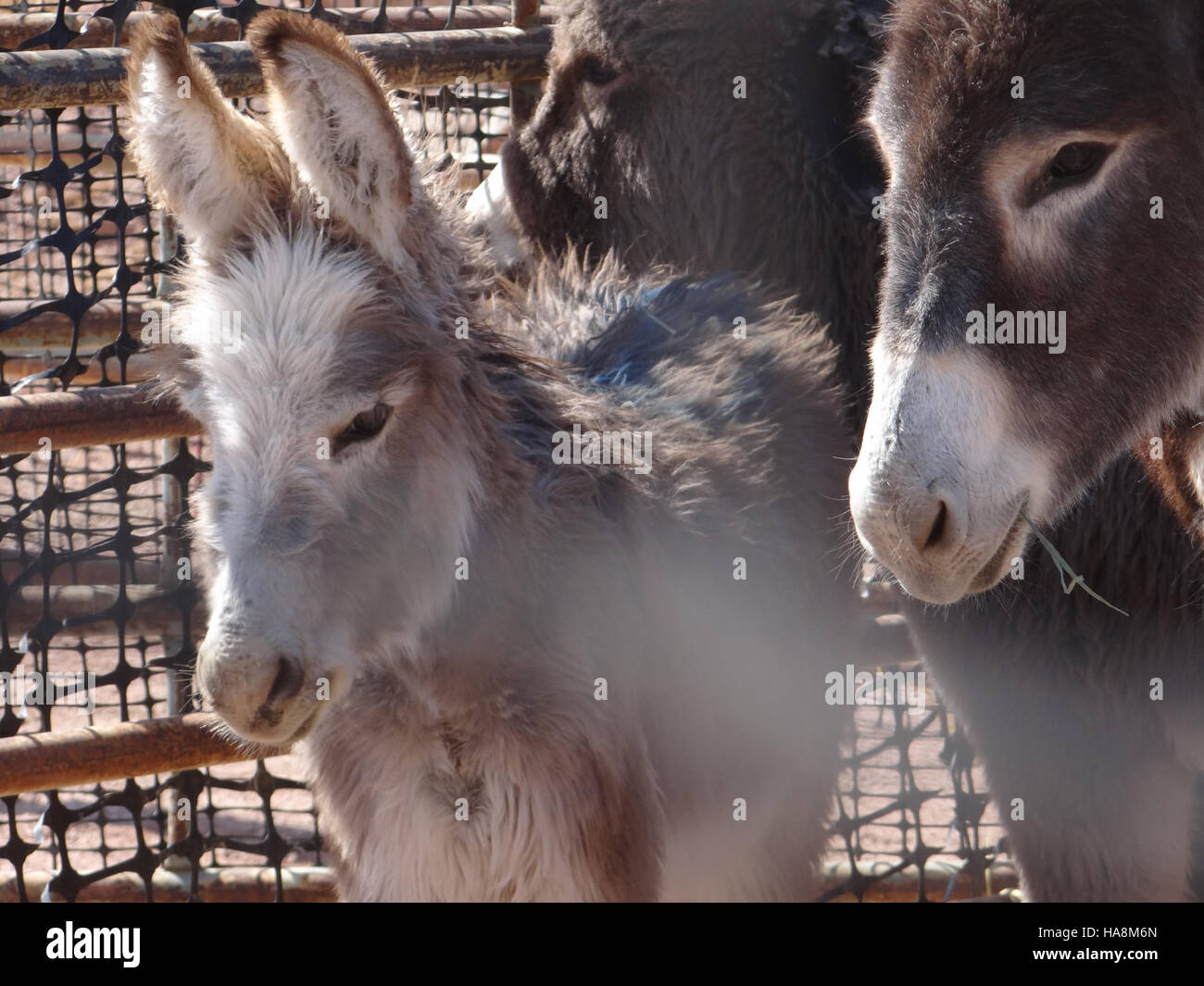 The Bureau of Land Management (BLM) conducted a Wild Burro Gather at ...