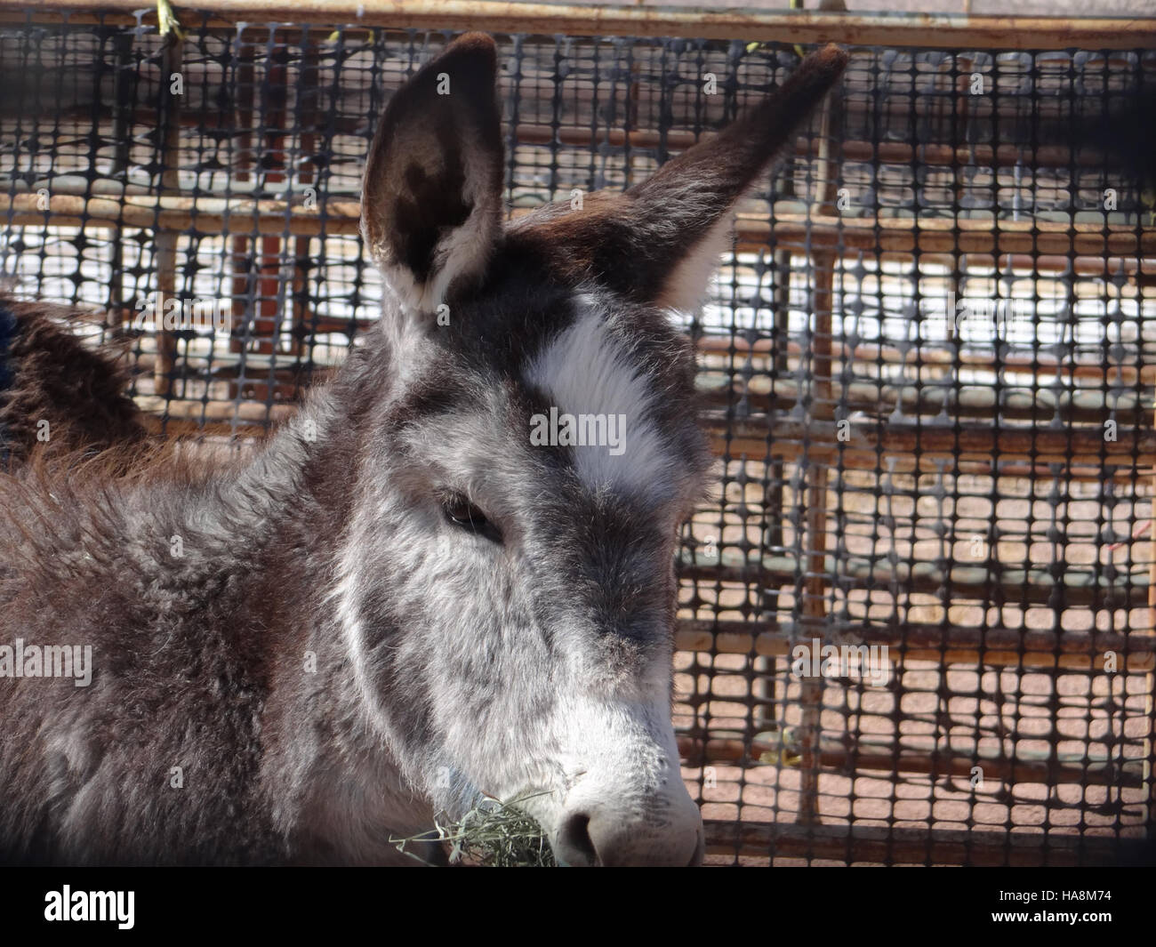 The Bureau of Land Management conducts a wild burro gather at the ...
