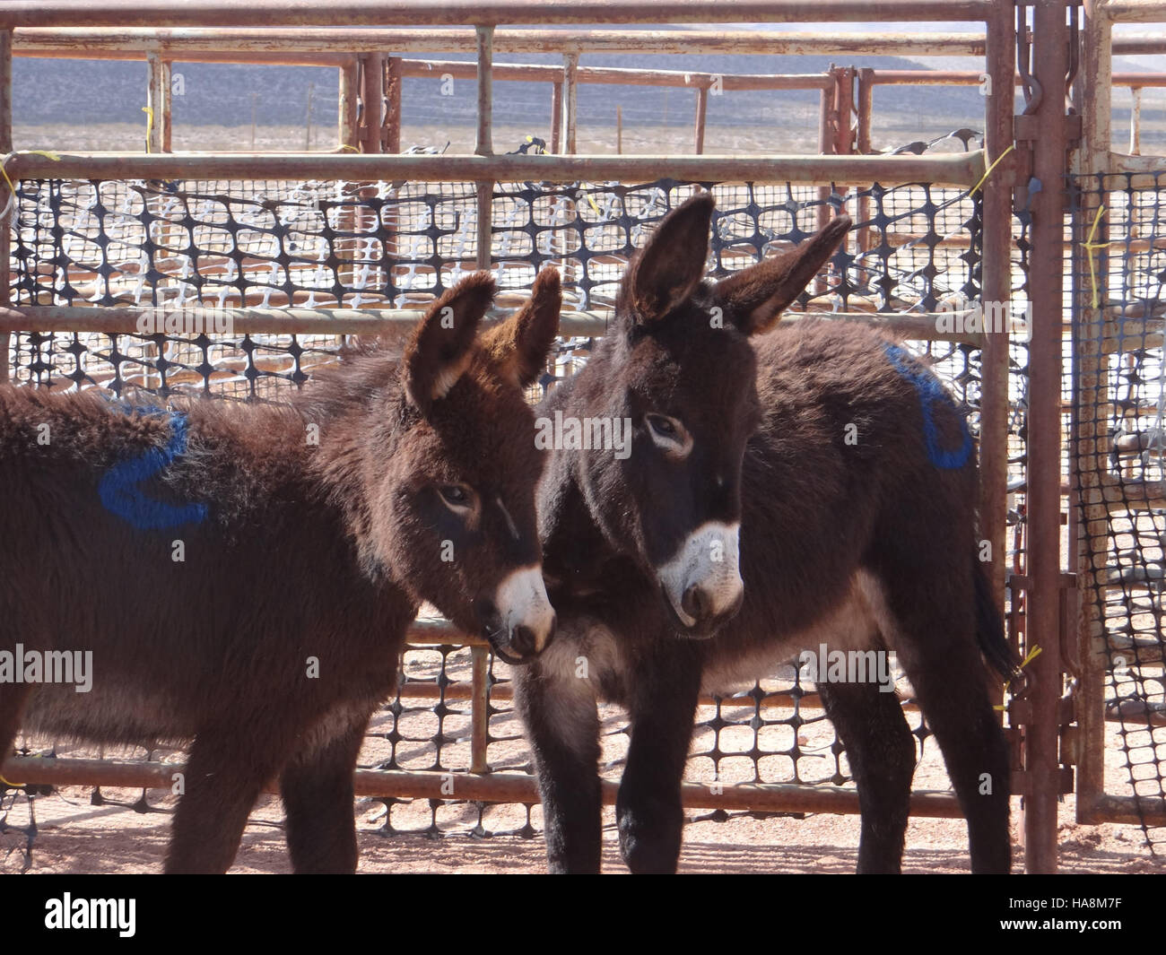 blmnevada 6814223240 Nevada BLM Bullfrog HMA Wild Burro Gather ...