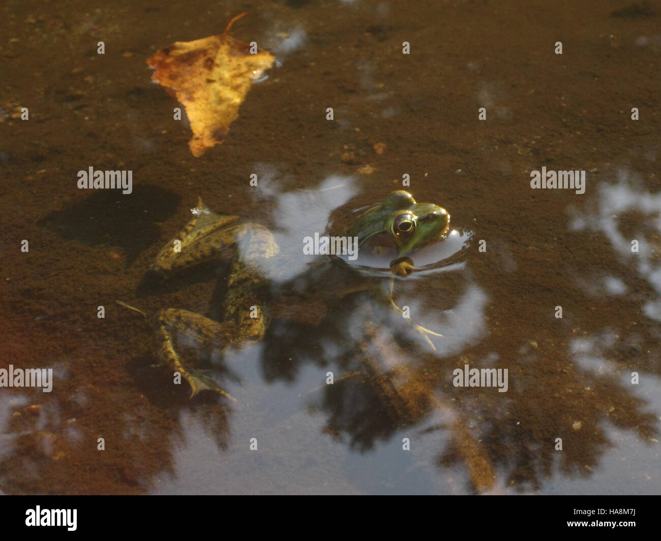 Frogs are an important species in national parks, serving as indicators ...