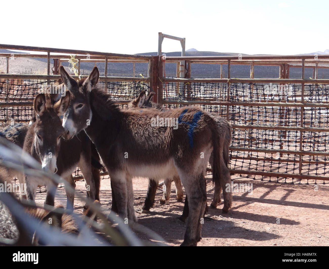 The Bureau of Land Management (BLM) in Nevada conducts a Wild Burro ...