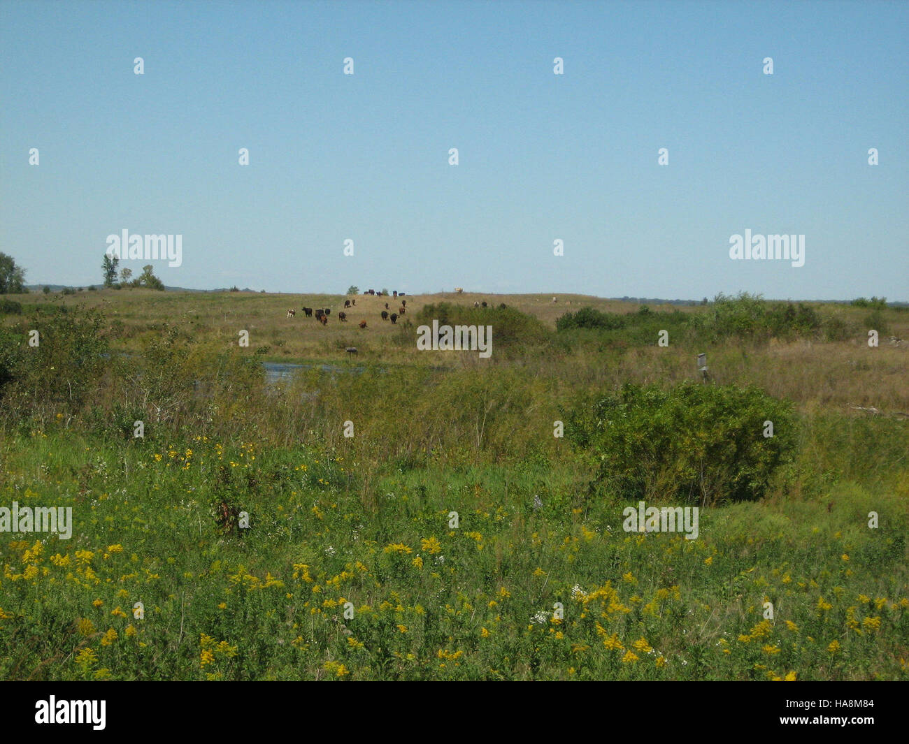 Grazing lands in the U.S. Midwest are managed by the U.S. Fish and ...
