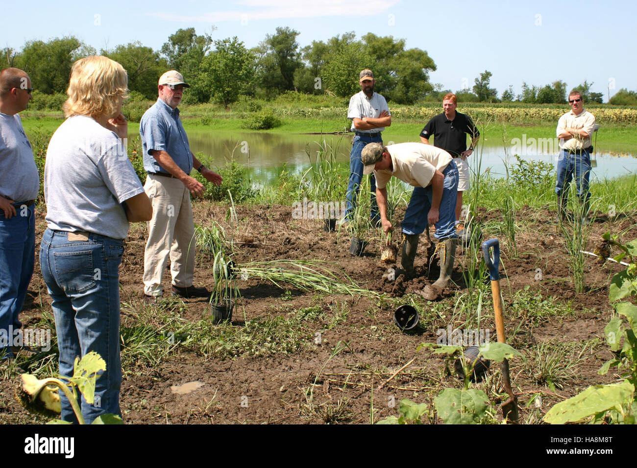 Midwest landowners are voluntarily replacing native prairie cordgrass ...